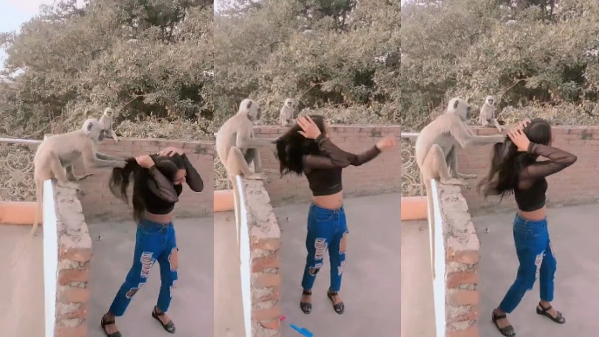 Funny!! Monkey pulls hair, while girl was trying to make a reel, viral ...